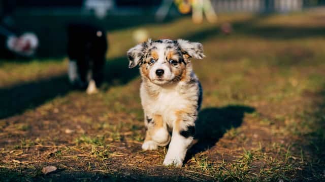 Puppy Training: The Essential Basics to Get Started