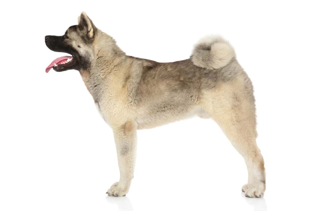 Galgo Español (carácter, dieta, cuidados)