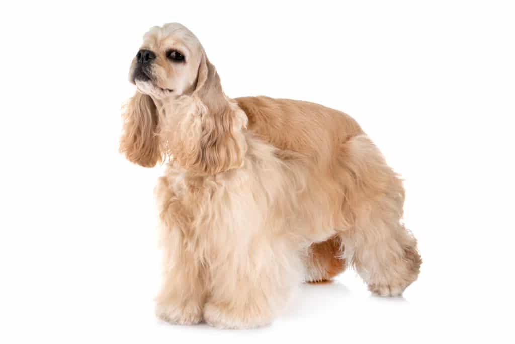 70 small dog breeds (from A-Z) in dog encyclopedia