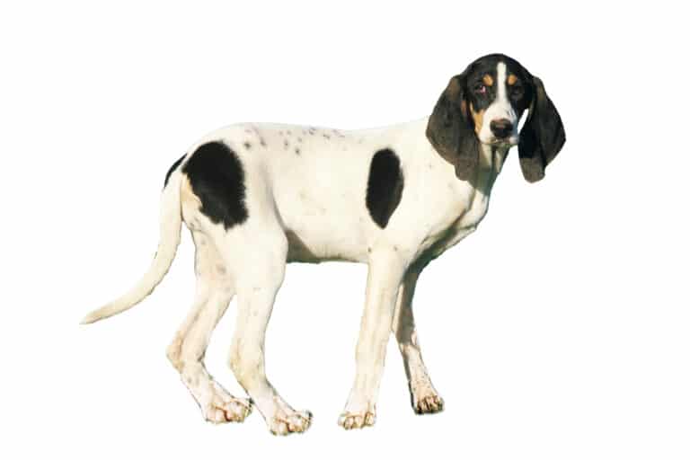 Weimaraner Hund (Charakter, Ernährung, Pflege)