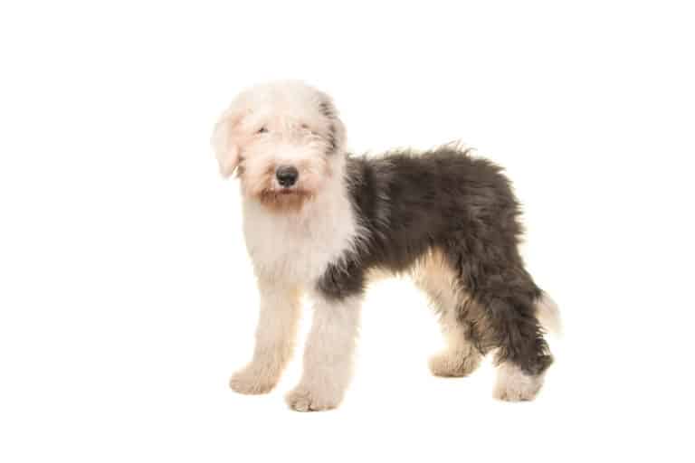 135 medium dog breeds (from A-Z) in the dog encyclopedia