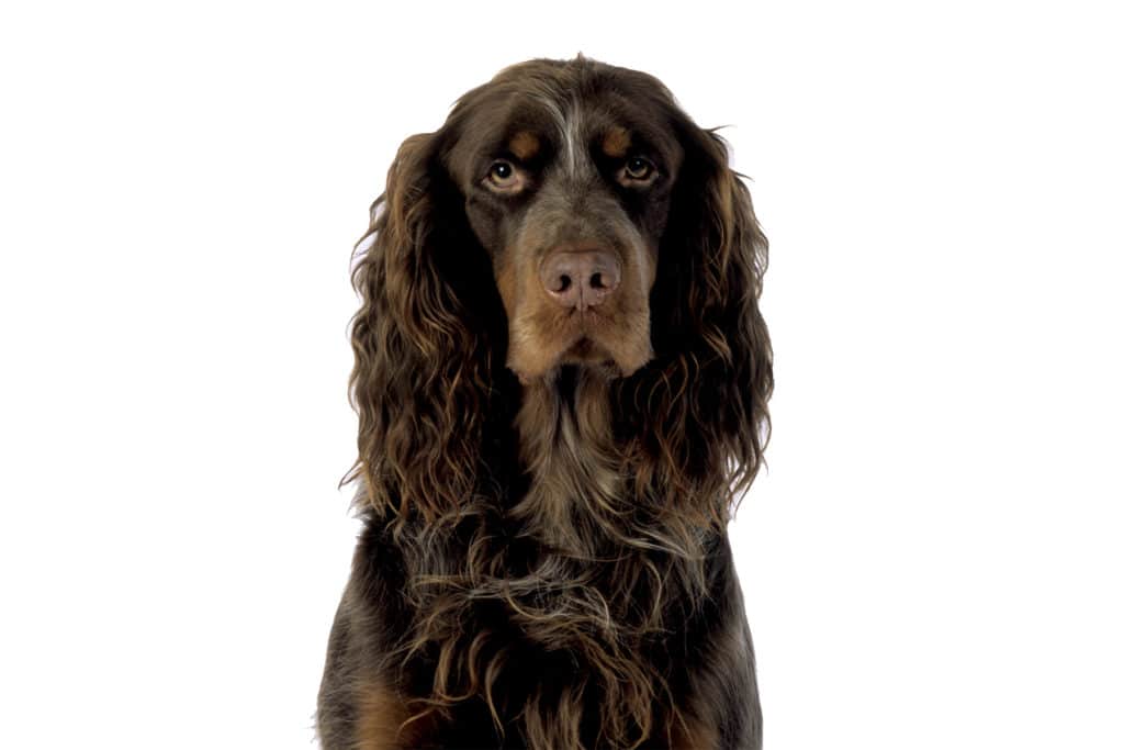 Terrier ruso negro (carácter, alimentación, cuidados)