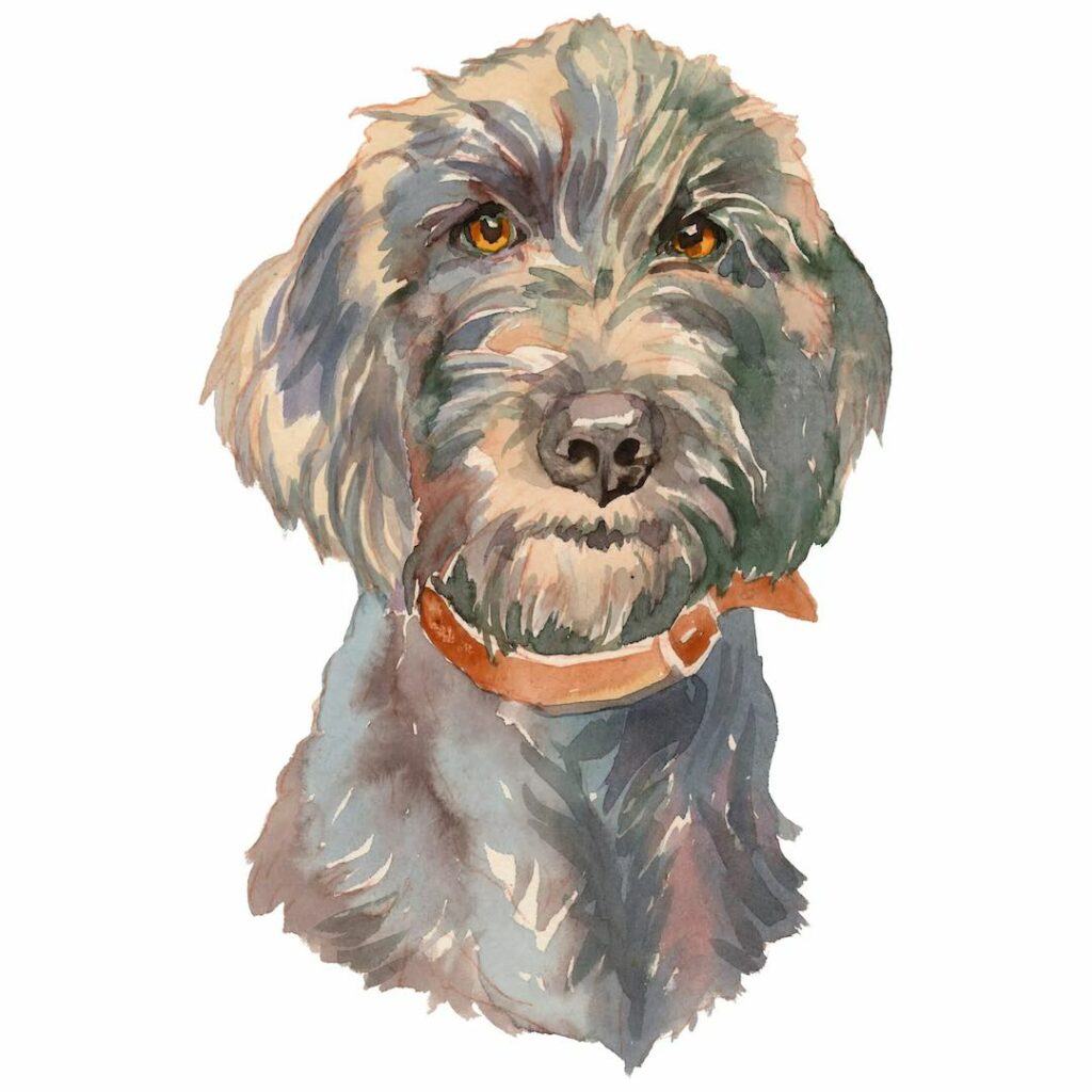 Pudelpointer (caractère, alimentation, soins)