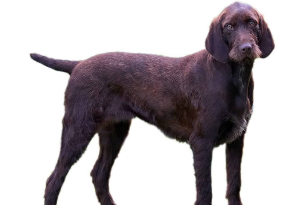 21 Pointing breeds (With pictures + profile)