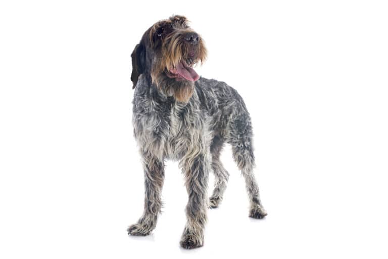 21 Vorstehhunde Rassen (Mit Bilder + Steckbrief)