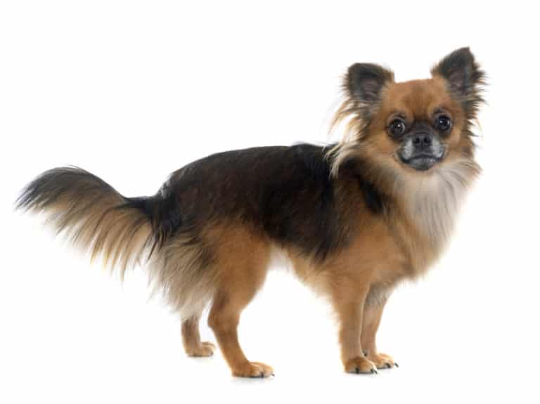 70 kleine Hunderassen (von A-Z) im Hundelexikon