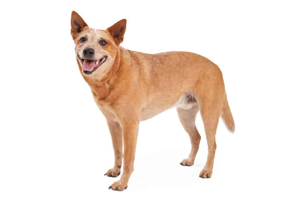 302 Dog Breeds Overview to Compare