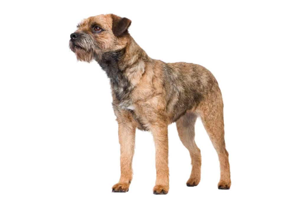 31 Terrier Rassen im Vergleich + Portrait & Bilder