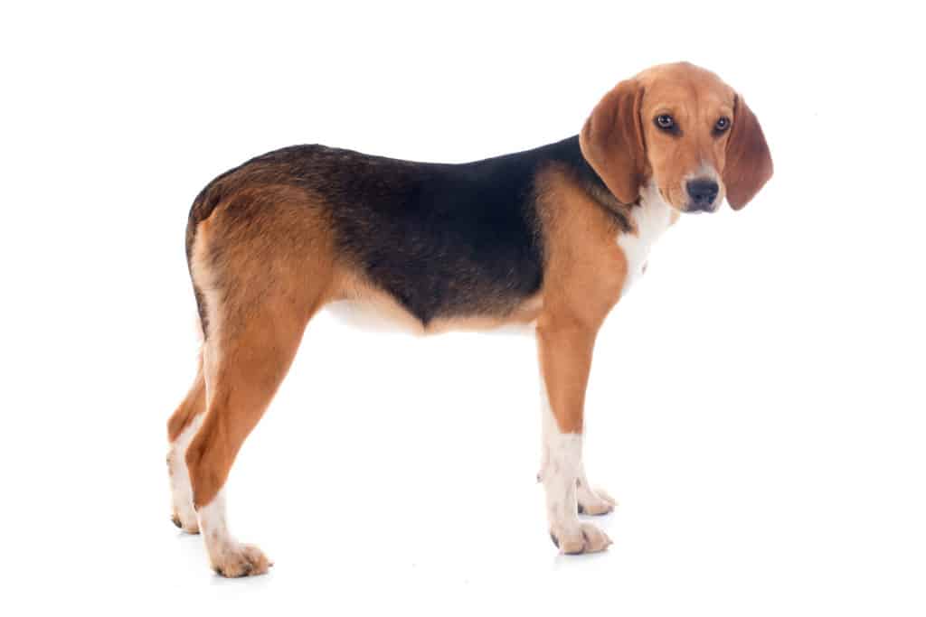 Aïdi (carácter, dieta, cuidados)