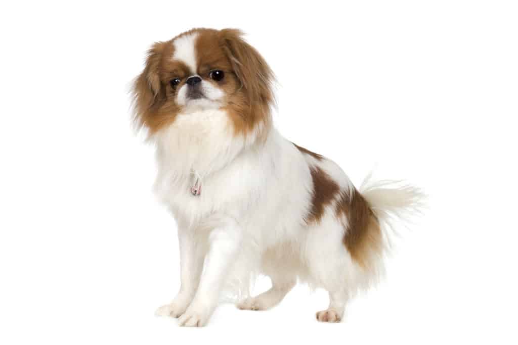 Pekinés (carácter, dieta, cuidados)