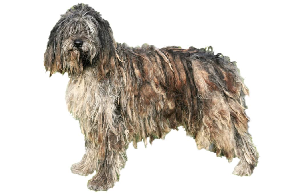 Continental Bulldog (Charakter, Erziehung, Ernährung, Tipps)