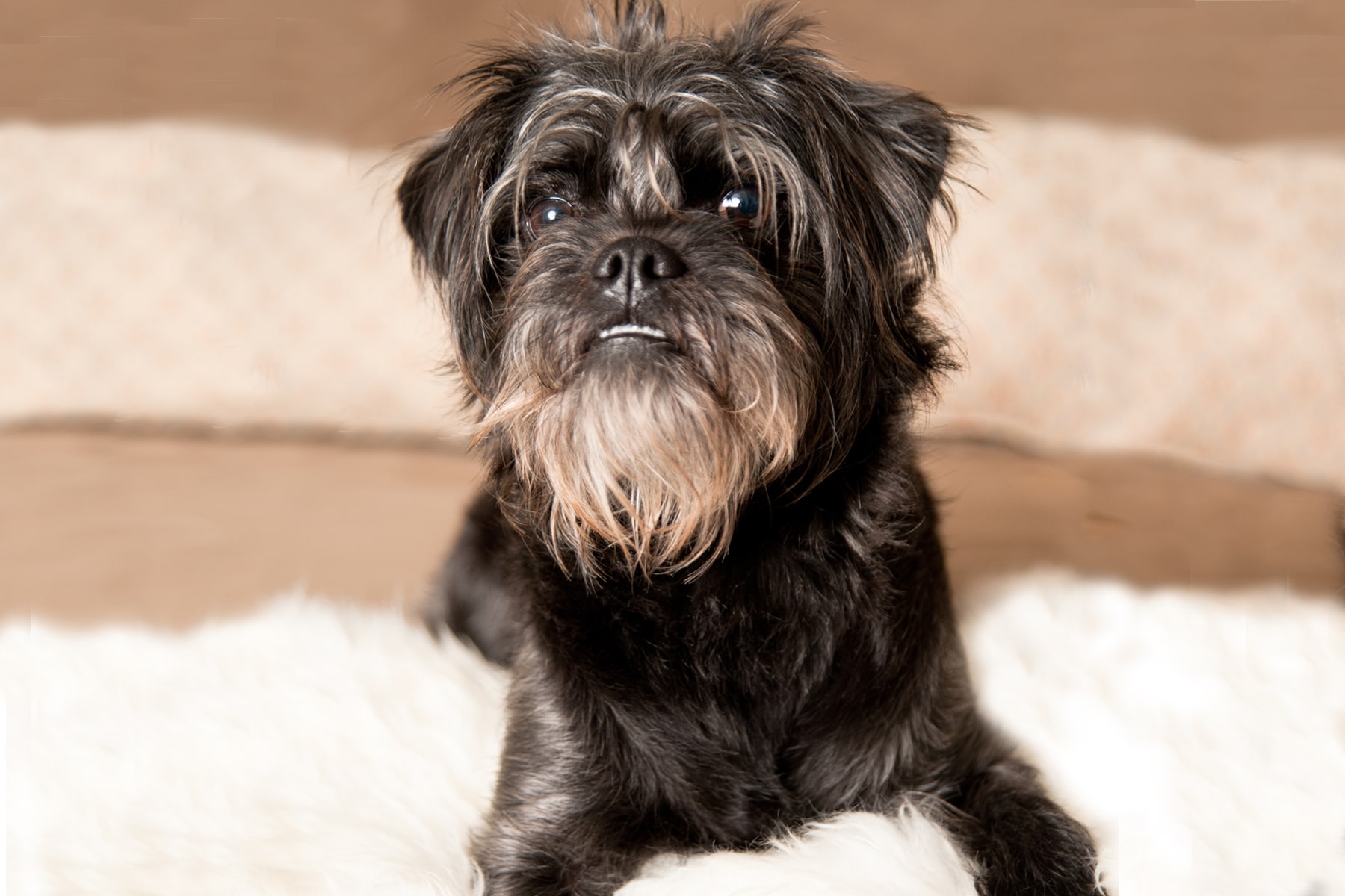 The 10 smallest dog breeds in the world (top ranking)