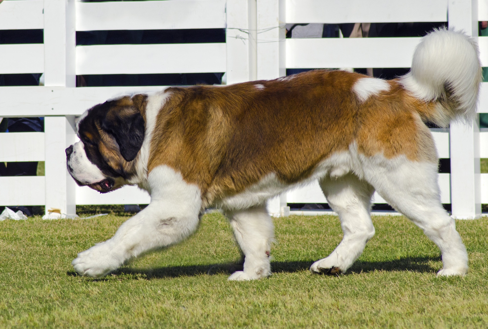 The biggest dog breeds as a ranking (Top 10 list)