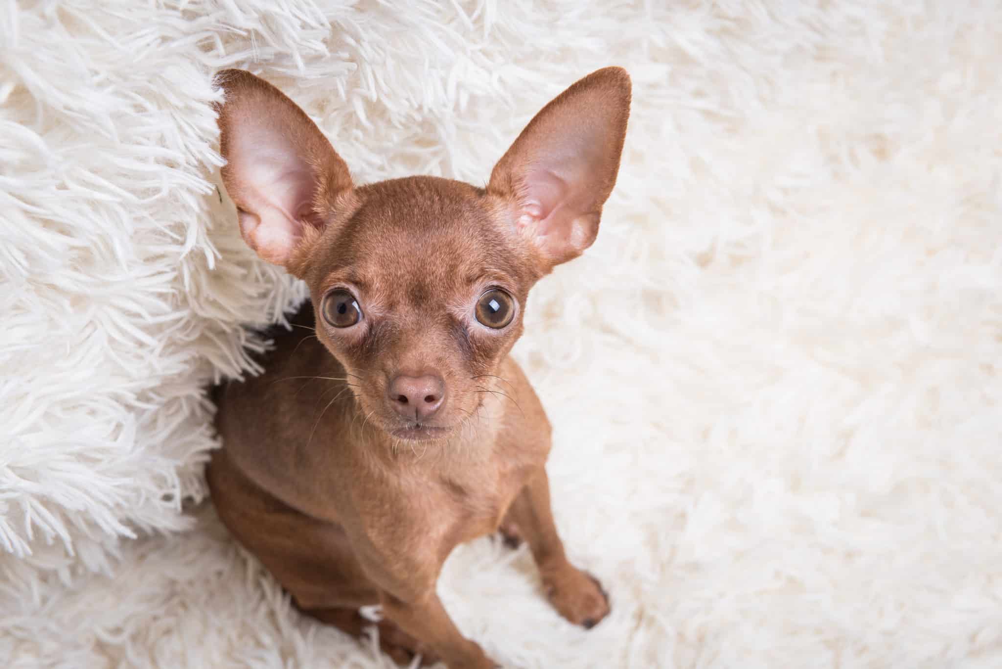The 10 smallest dog breeds in the world (top ranking)