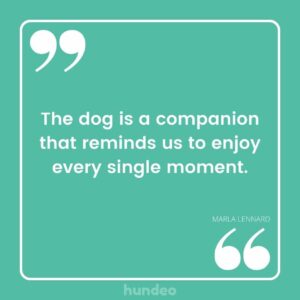 Los 53 mejores refranes y citas sobre perros