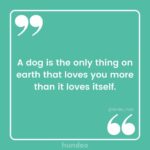 53 Best Dog Sayings & Quotes (Funny & Short)