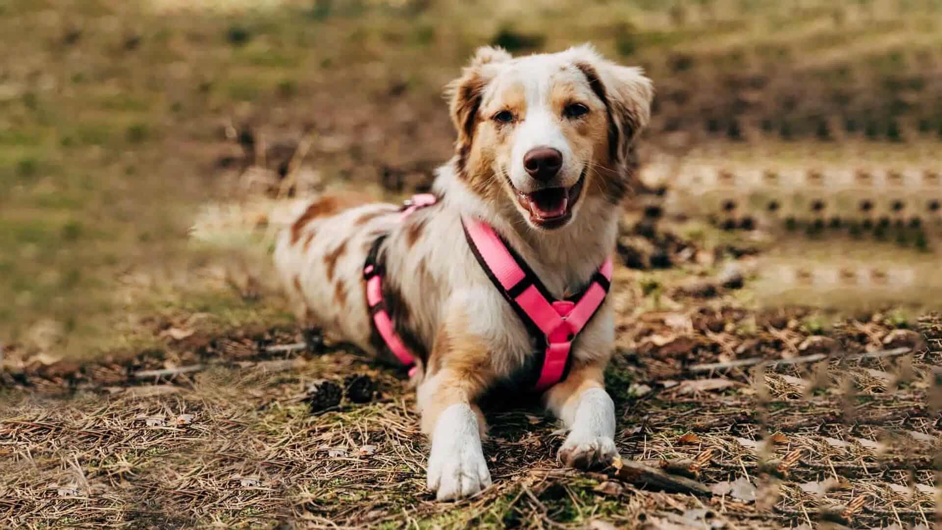 Postura Del Perro Apuntando Nuestros Perros Hablan Con El Cuerpo: Qué