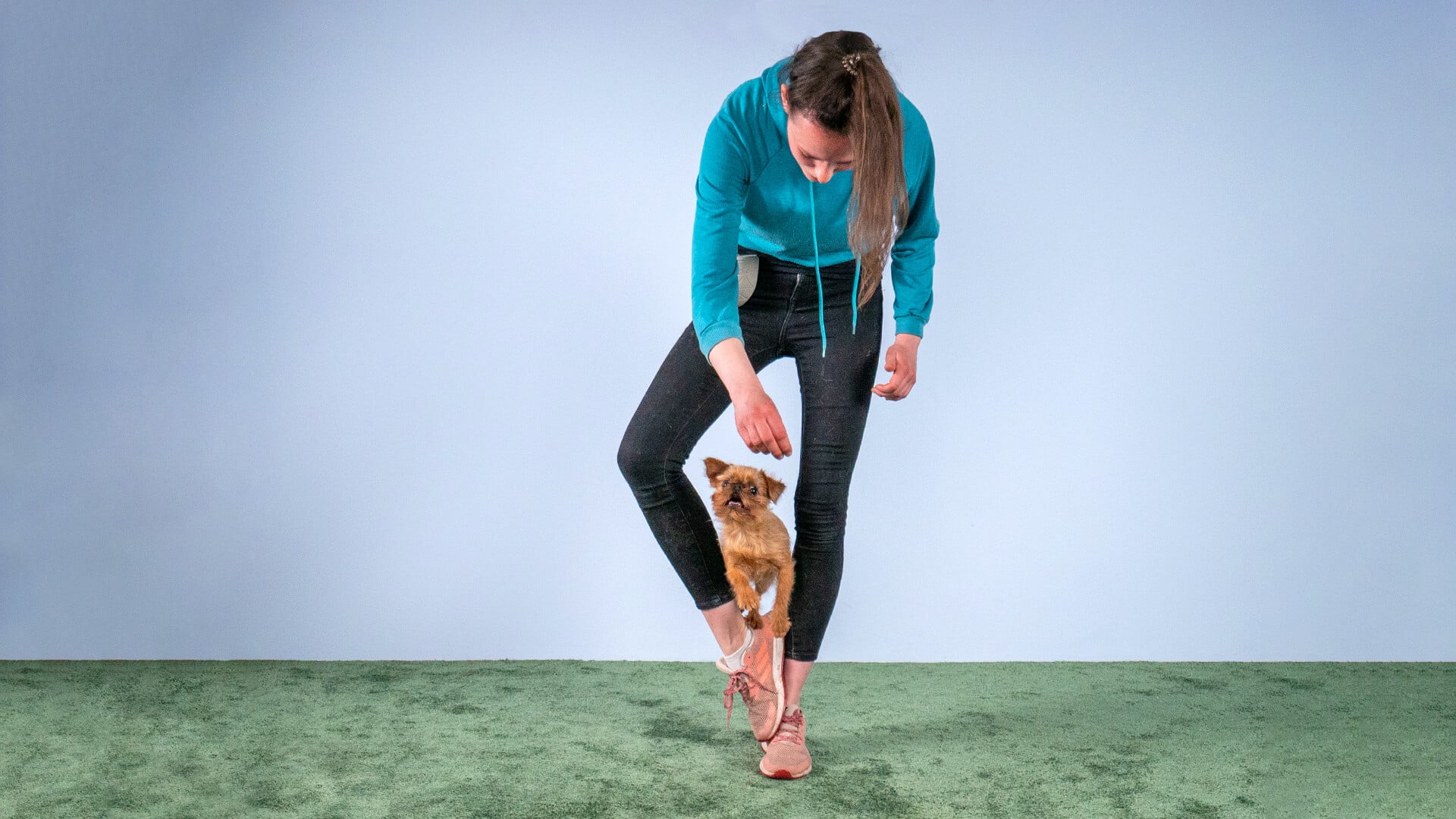 The 15 Best Dog Training Tips for Beginners