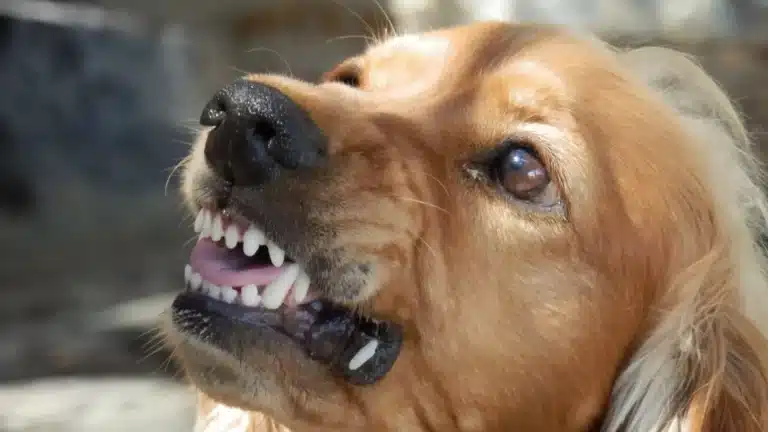 Why Does My Dog Bite Me? (5 Causes)