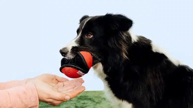 How to Teach Your Dog to Fetch in 5 Easy Steps