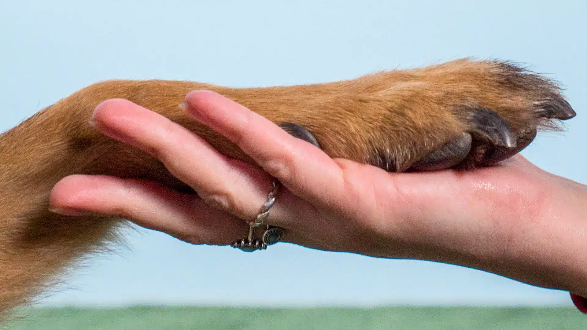 How to Teach Your Dog Paw Easily