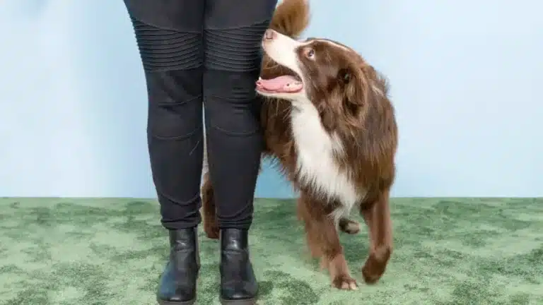 Top 25 Most Popular Dog Tricks (With Instructions)