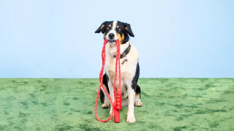 Top 25 Most Popular Dog Tricks (With Instructions)