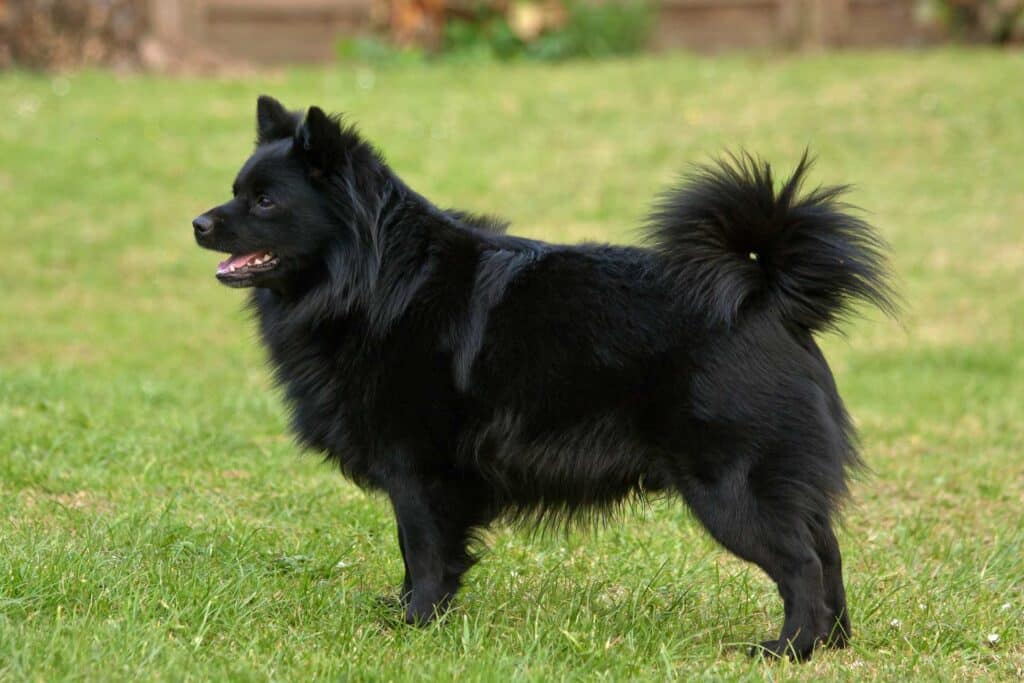 Les 10 races de chiens les plus rares au monde